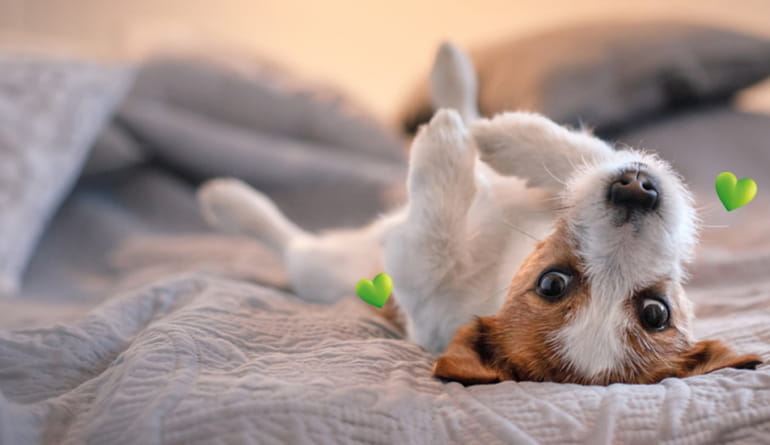 LV Pet Insurance | Boundless by CSMA