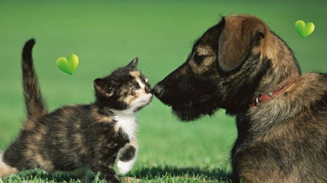 LV Pet Insurance | Boundless by CSMA