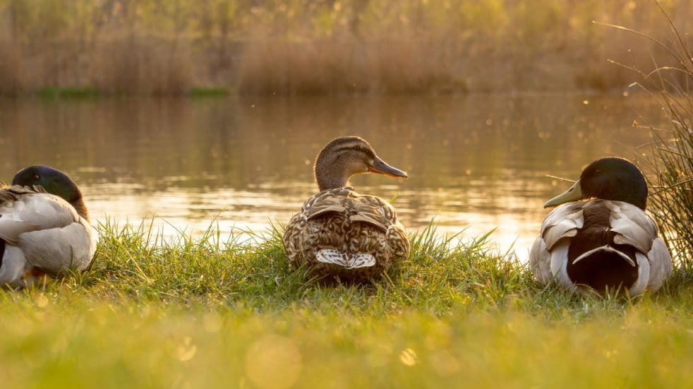 A guide to visiting the Shuttleworth Collection | Boundless by CSMA