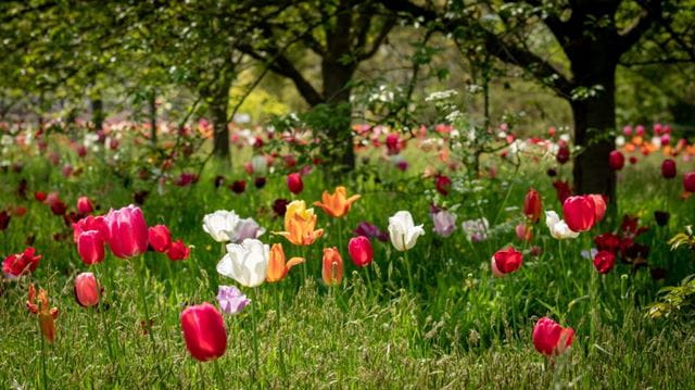 The UK’s best spring gardens chosen by Gardeners' World Adam Frost ...